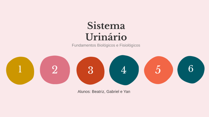 sistema urinário by beatriz warken on Prezi