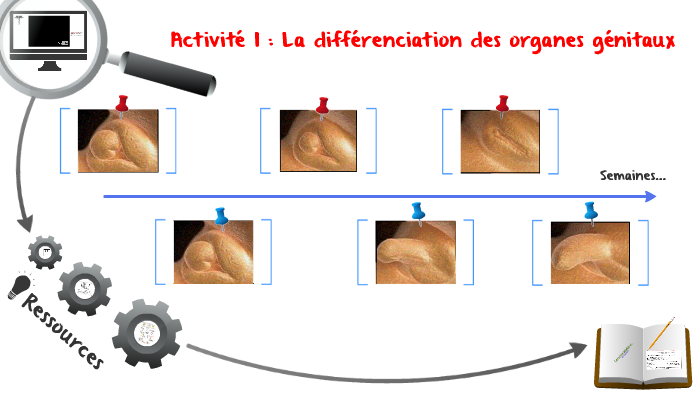 Thème 3 Activité 1 Différenciation des organes génitaux by thomas démarest on Prezi