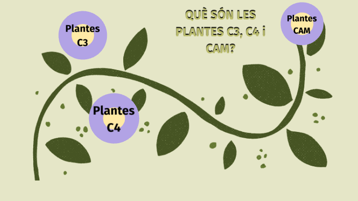 Què són les plantes C3, C4 i CAM? by Andrea Peña on Prezi