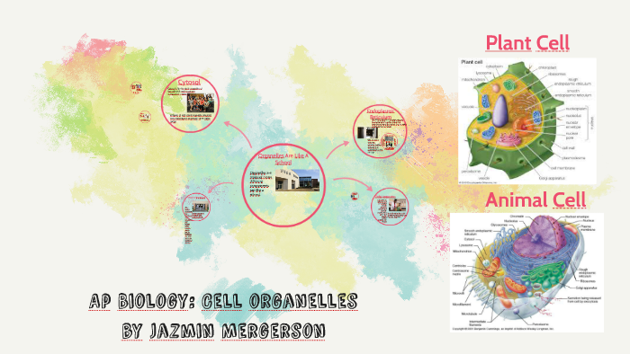 Ap Biology: Cell organelles by Jazmin Mergerson on Prezi