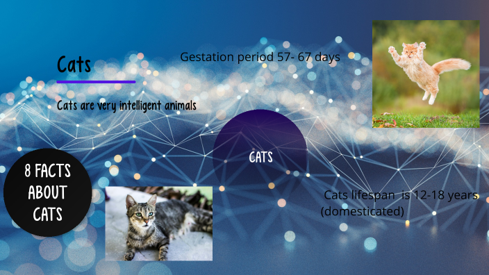 Cats by Farida Farrag on Prezi