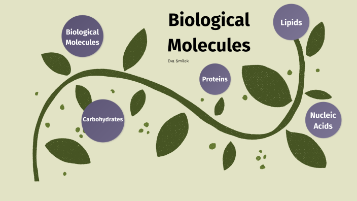 Biological Molecules Graphic Organizer by Eva Smilek on Prezi