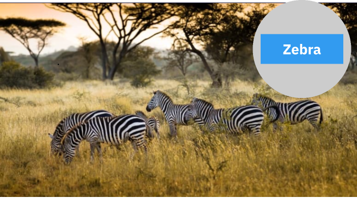 African wildlife project by BRADY SWAN on Prezi