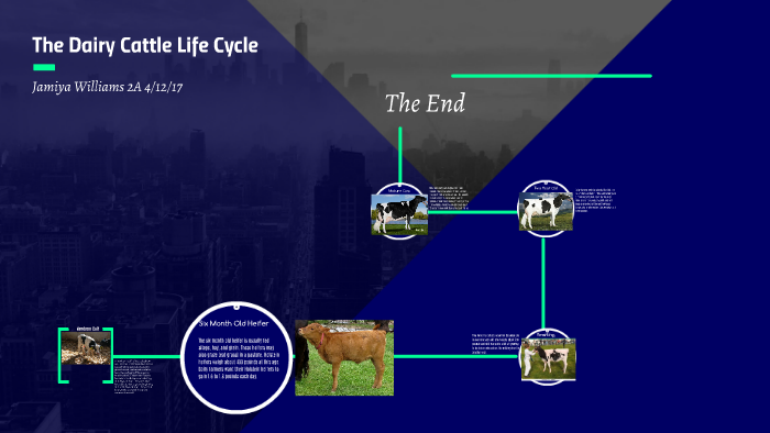 The Dairy Cattle Life Cycle by Jamiya Williams on Prezi