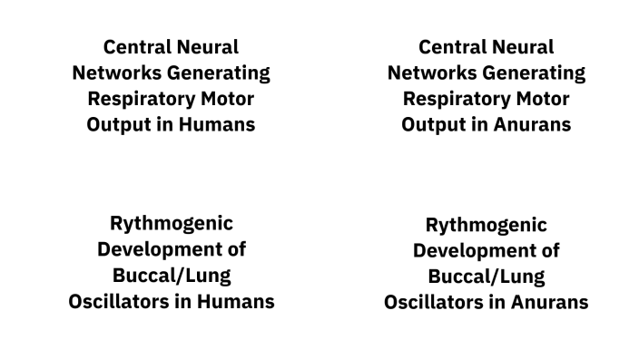 Respiratory Control Centers of the Brain by Cassandra Poeppelman on Prezi