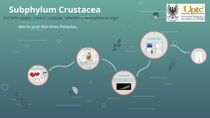 Subphylum Crustacea by Maria Jose Martinez Palacios on Prezi