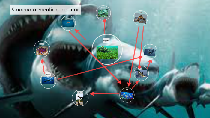 Cadena alimenticia del mar by Jesse Martinez on Prezi