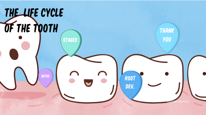 Life Cycle of the Tooth by Xochitl Garcia on Prezi