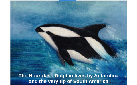 The Hourglass Dolphin (also known as Lagenorhynchus cruciger by Lulu ...