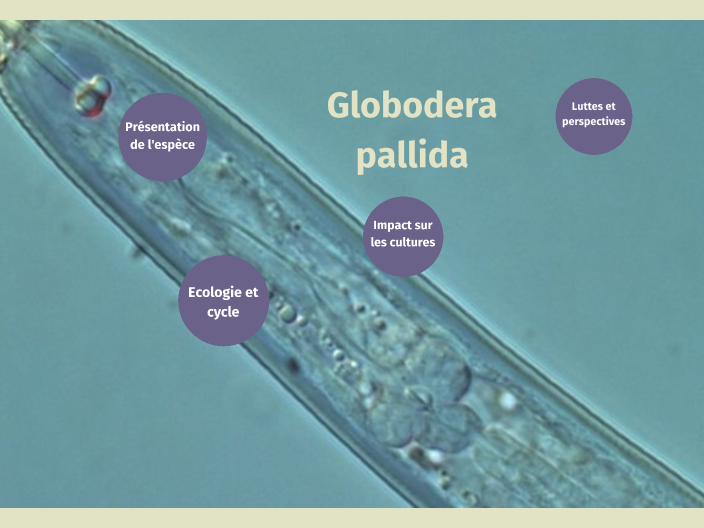 Globodera pallida by Cécile Villetelle on Prezi