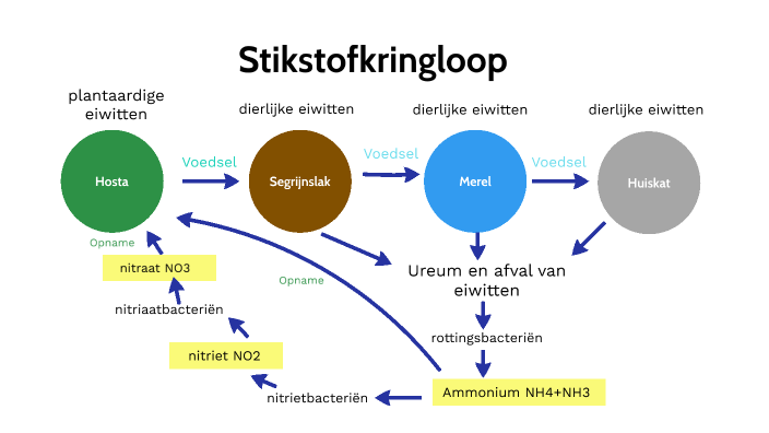 kringloop (stikstof) by Tim Werkman on Prezi