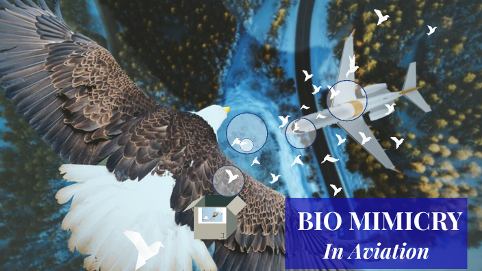 BIOMIMICRY IN AVIATION by Priya Das on Prezi