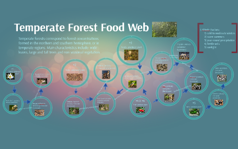 Temperate Forest Food Web by Elizabeth Ovalle on Prezi