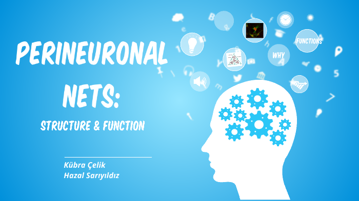 Pnn Structure and Functions by Hazal Sarıyıldız on Prezi