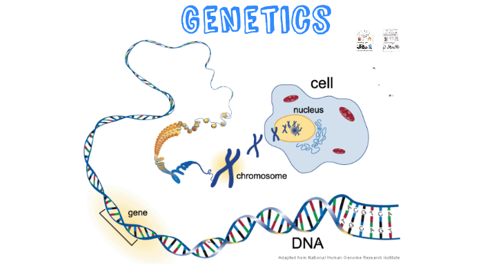 8th grade Genetics by Michelle Hernandez on Prezi