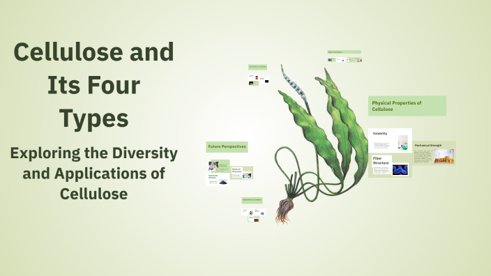 Cellulose and Its Four Types by tia qumsieh on Prezi