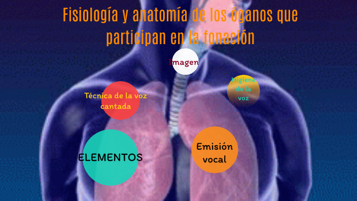 FISIOLOGÍA Y ANATOMÍA DE LOS ÓRGANOS QUE PARTICIPÁN EN LA FONACIÓN by ...