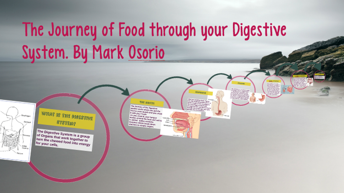 The Journey of Food through your Digestive System. By Mark O by Mark ...