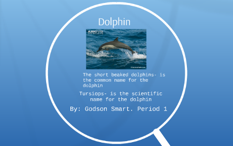 Tursiops- is the scientific name by Godson Smart
