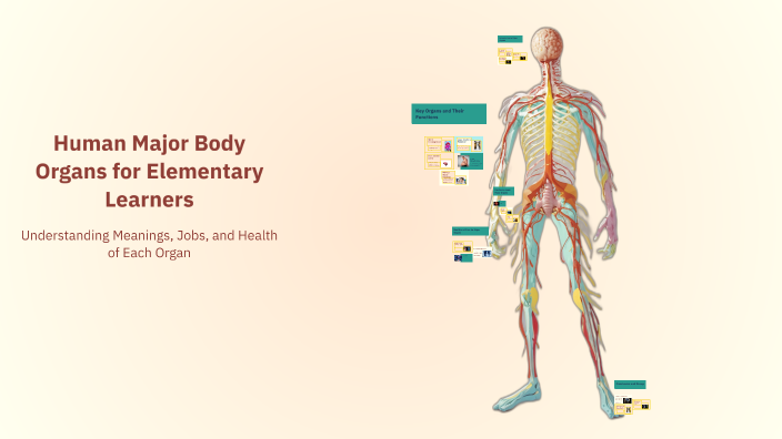 Human Major Body Organs for Elementary Learners by Zelly Antolin on Prezi