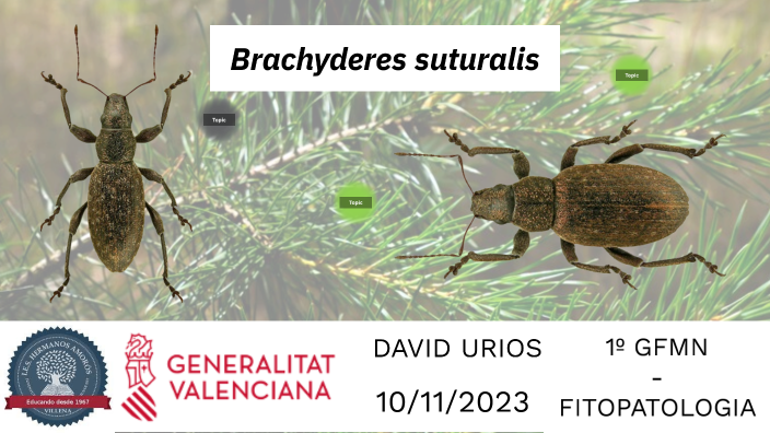 Brachyderes suturalis by david urios