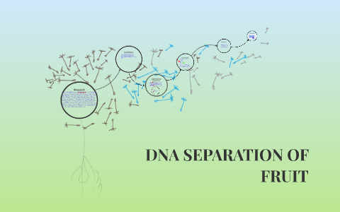 DNA SEPERATION OF FRUIT by morgan clarke