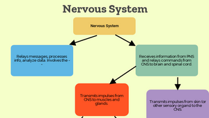Nervous System flow Chart by Mia ter Kuile on Prezi Design