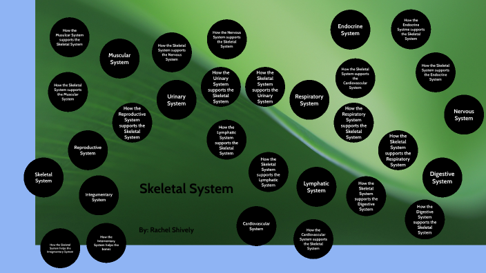 Skeletal System by Rachel Shively on Prezi