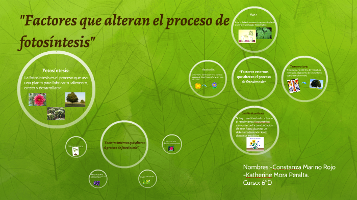 "Factores que alteran el proceso de fotosintesis" by constanza marino ...