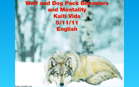 Wolf and Dog Pack Hierarchy and Behaviors by Kimberli Vida on Prezi