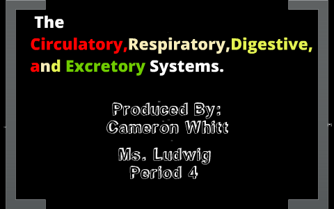 Circulatory, Resperatory, Digestive, & Exretory Systems. by Cameron ...