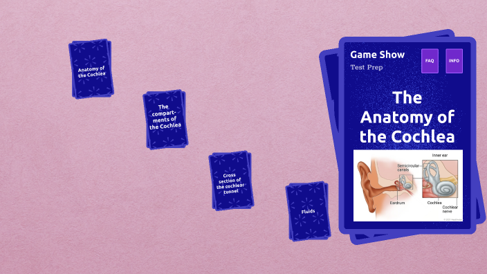 The Anatomy of the Cochlea by Jaclyn Timm on Prezi