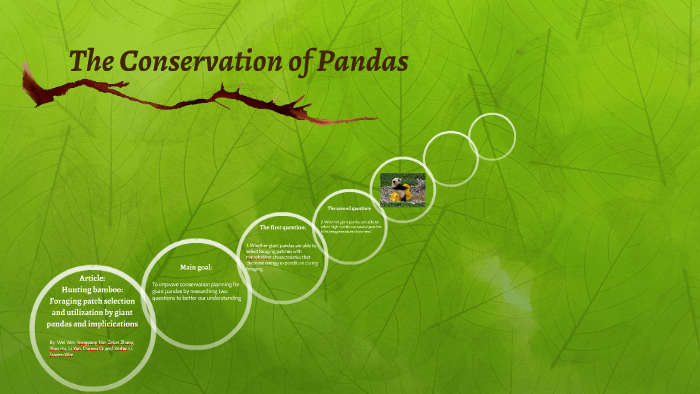 The Conservation of Pandas by Sarah Nasser on Prezi