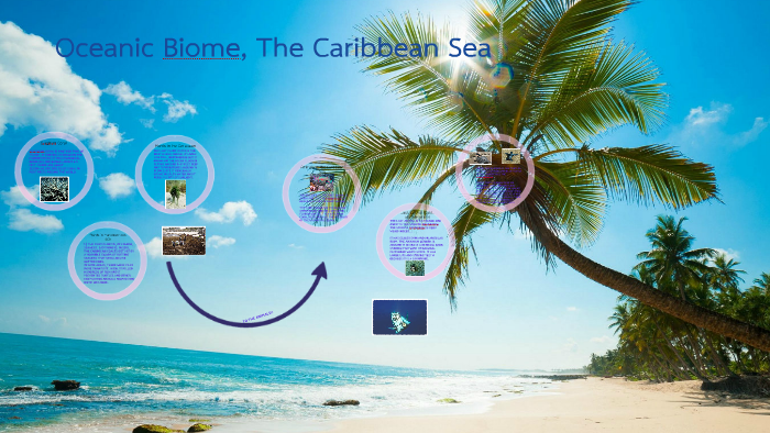 Oceanic Ecosystem by Yvette Hammer on Prezi
