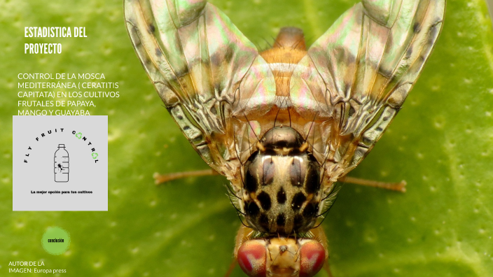 ESTADISTICA DEL PROYECTO CONTROL DE LA MOSCA MEDITERRÀNEA by jovany ...