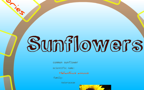 BIOL 271 Sunflower Presentation by Madelyn Welch