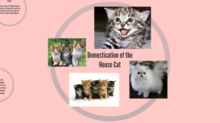Domestication of the House Cat by Ciena Chambers on Prezi
