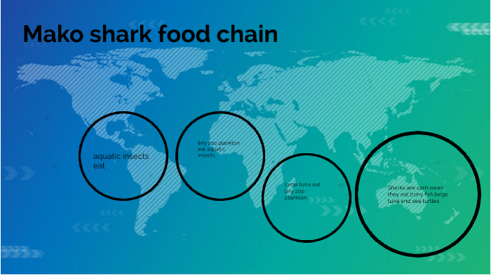 Mako shark food chain by Annalise Victor on Prezi