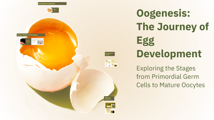 Oogenesis: The Journey of Egg Development by QUDSIA KHAN on Prezi