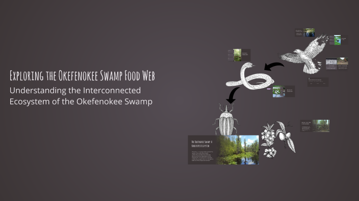 Exploring the Okefenokee Swamp Food Web by Anneice Speer on Prezi
