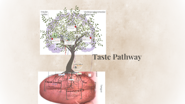 Neurophysiology: Taste Pathways by Katherine Piotrowski on Prezi