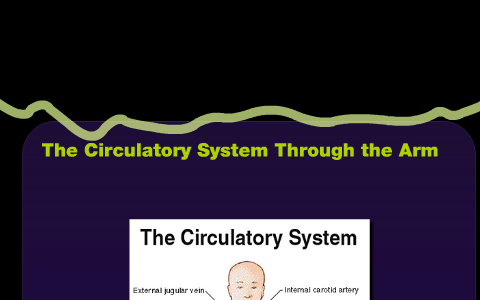 The Circulatory Blood System Through the Arm by Marcus Haskins on Prezi