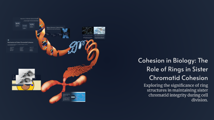 Cohesion in Biology: The Role of Rings in Sister Chromatid Cohesion by ...
