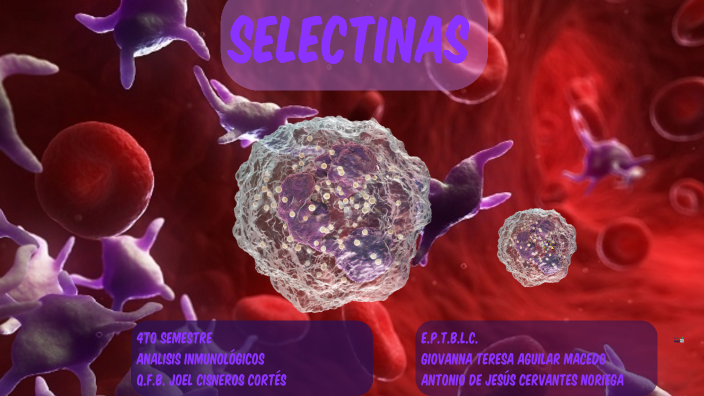 Selectinas by Antonio Cervantes on Prezi