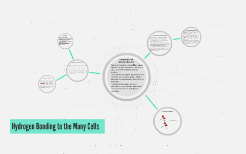 Hydrogen Bonding to the Many Human Body Cells by Charlotte James on Prezi