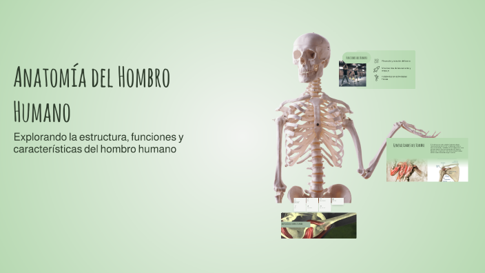 Anatomía del Hombro Humano by Geraldine Martín on Prezi