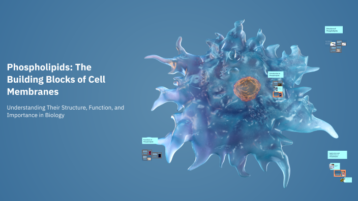 Phospholipids: The Building Blocks of Cell Membranes by Ibrahim Sabah ...