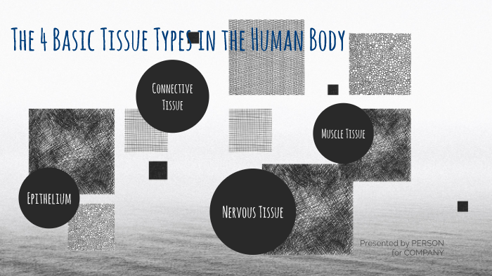 The 4 Basic Tissue Types in the Human Body by Stephon Wilson
