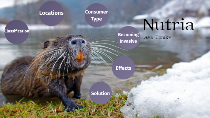 Nutria Invasive Species by Kaylynn Tomky on Prezi