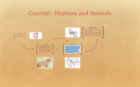 Caecum - Humans and Animals by Haydn Fellows on Prezi